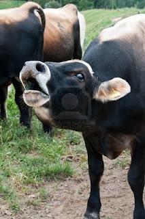 French Vocabulary Illustrated: beugler