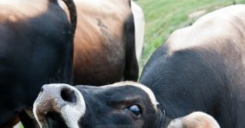 French Vocabulary Illustrated: beugler