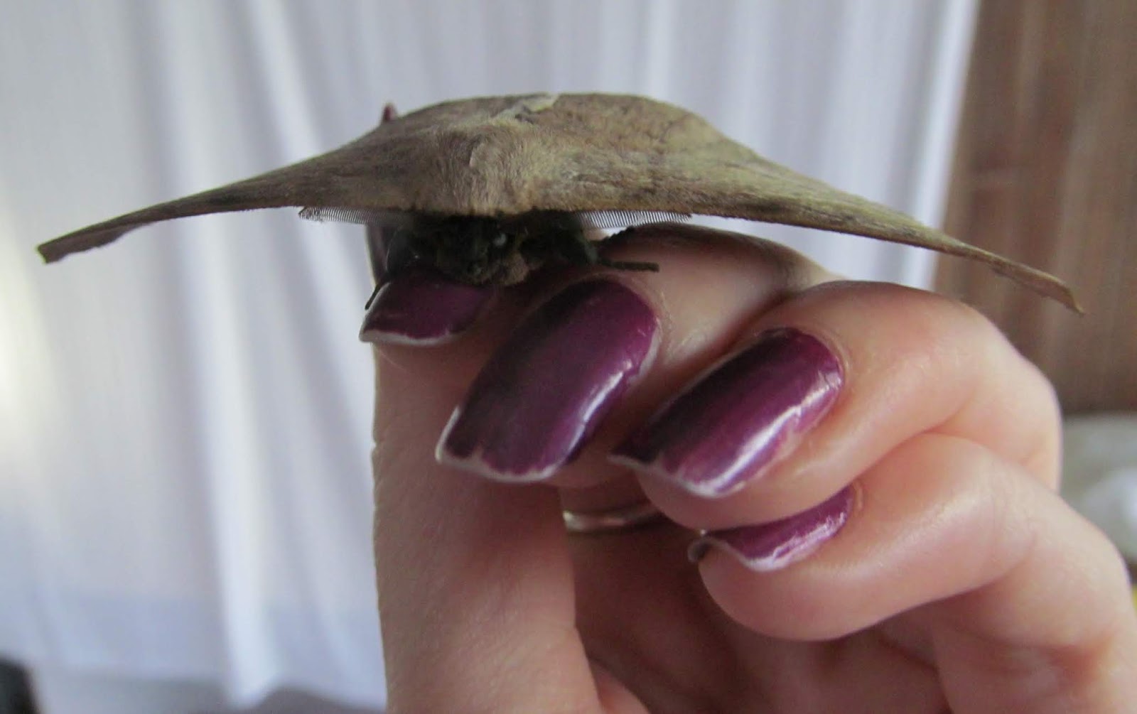 Professor P.Brain's blog: Sikkim Favourites