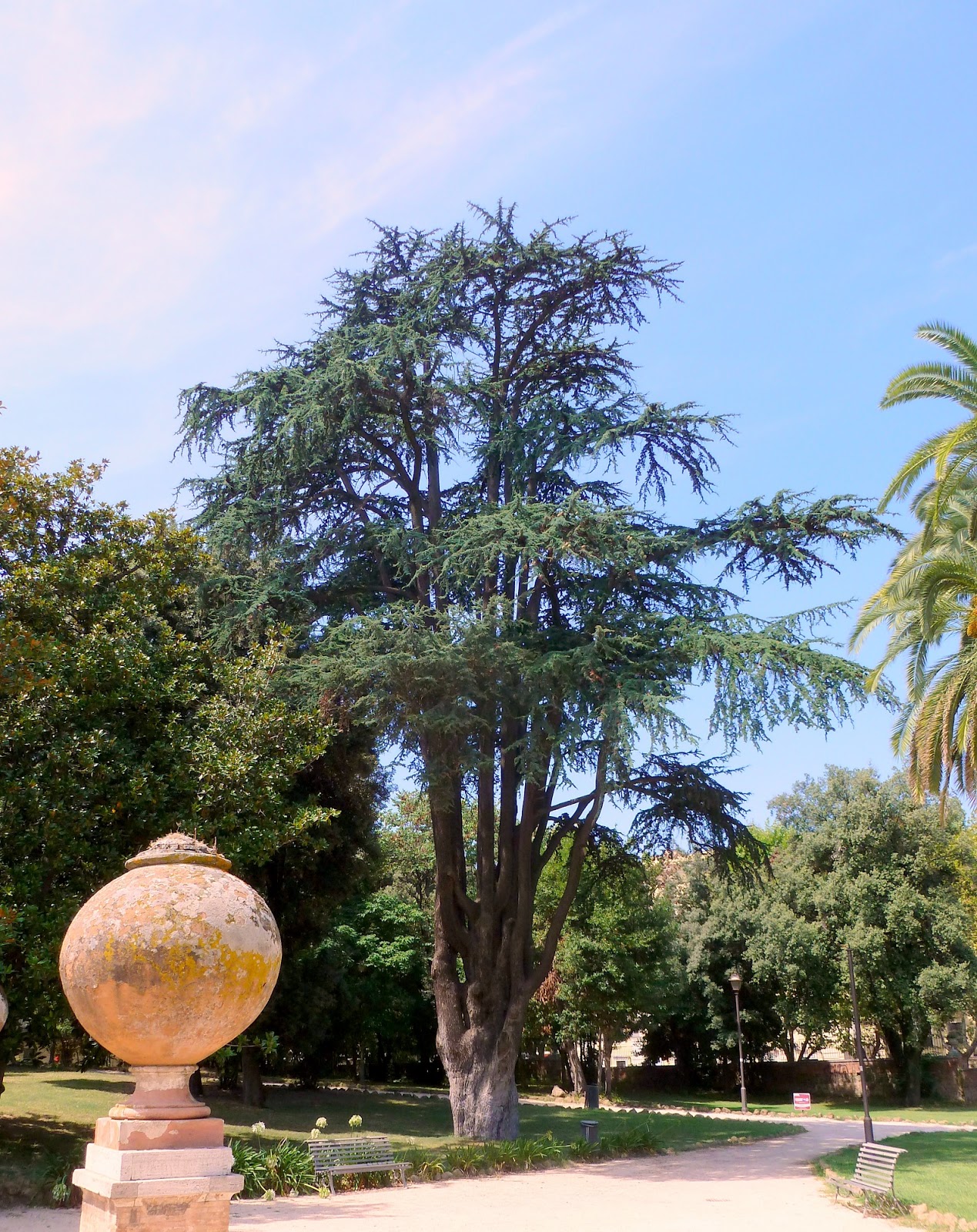 Árboles con alma: Cedro del Líbano. (Cedrus Líbani)