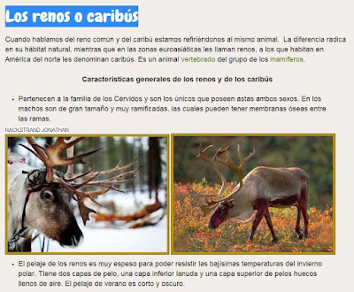 Deberes para papás estupendos: LOS RENOS O CARIBÚS.