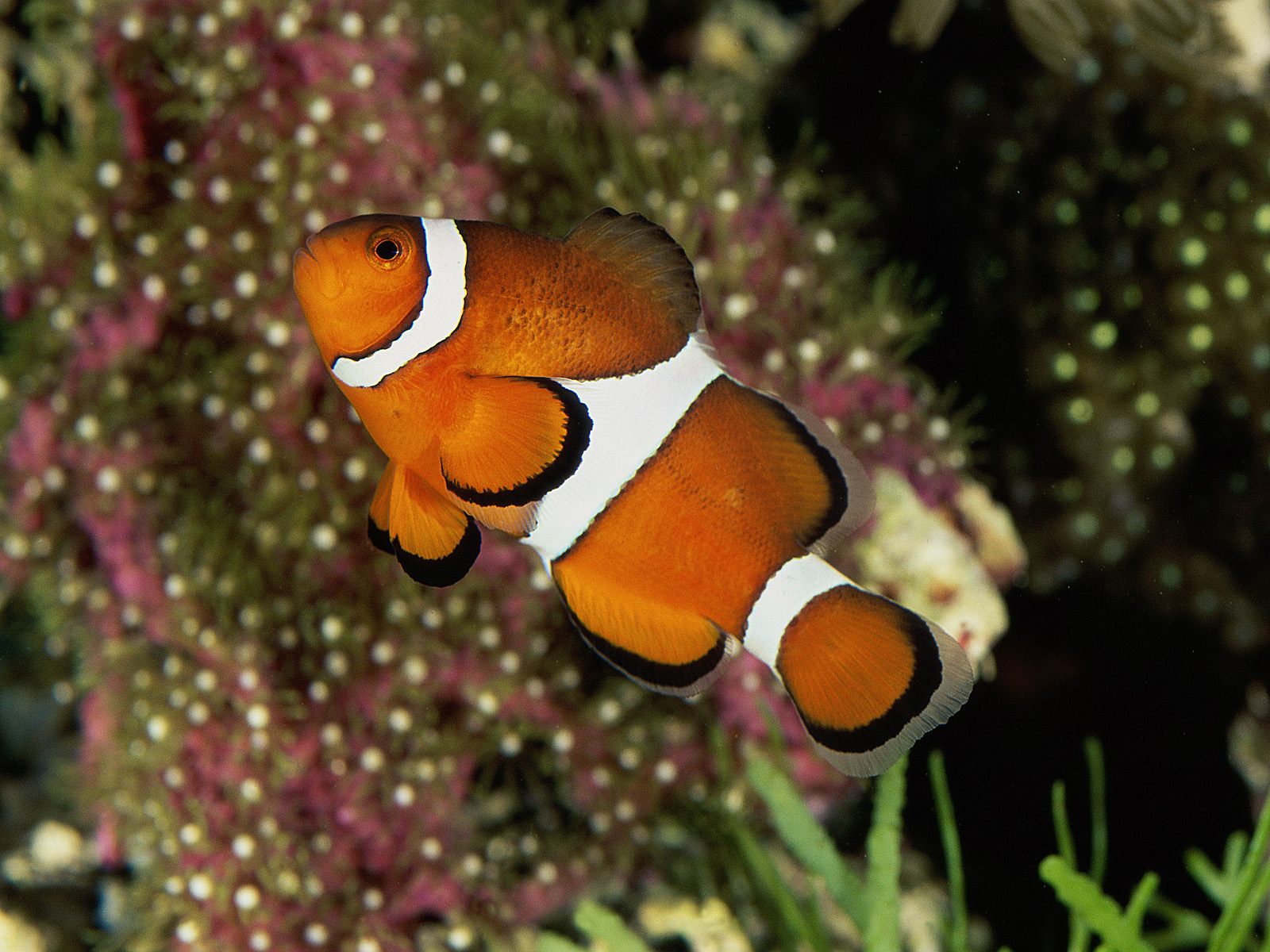 percula clownfish | Okay Wallpaper