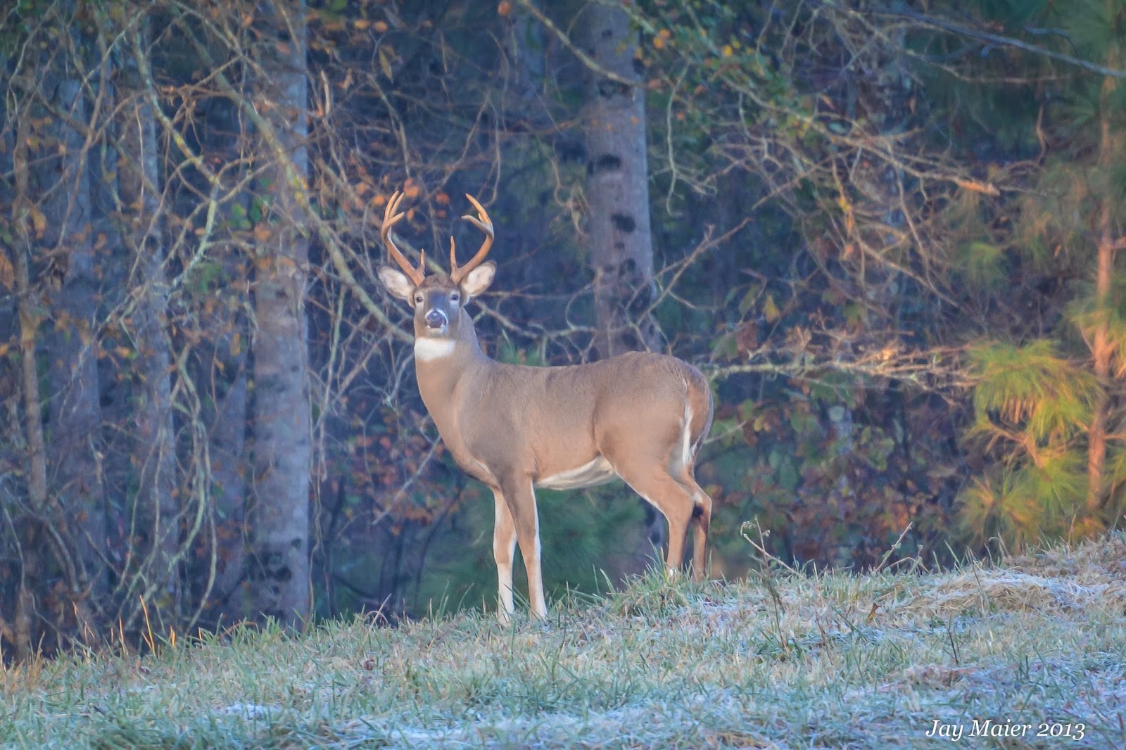 Simply Southern by Jay: 9 Point Buck @ Mullberry Park