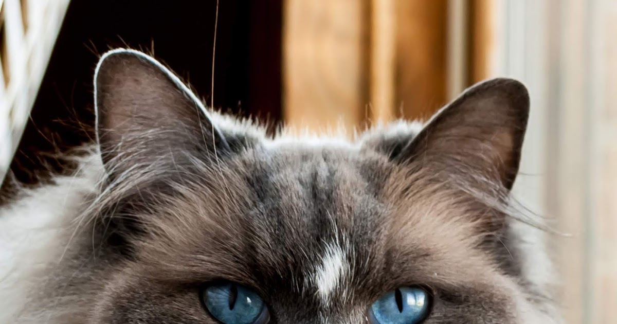 Blue Mitted Ragdoll Cat