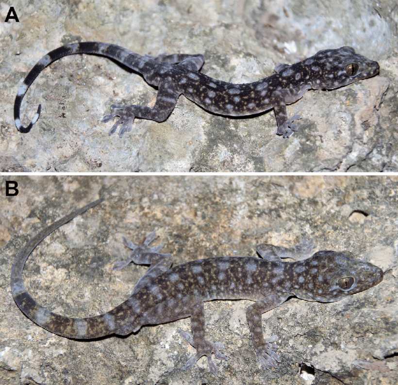 Species New to Science: [Herpetology • 2017] Gekko nadenensis • A New ...