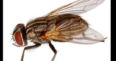 Musca domestica
