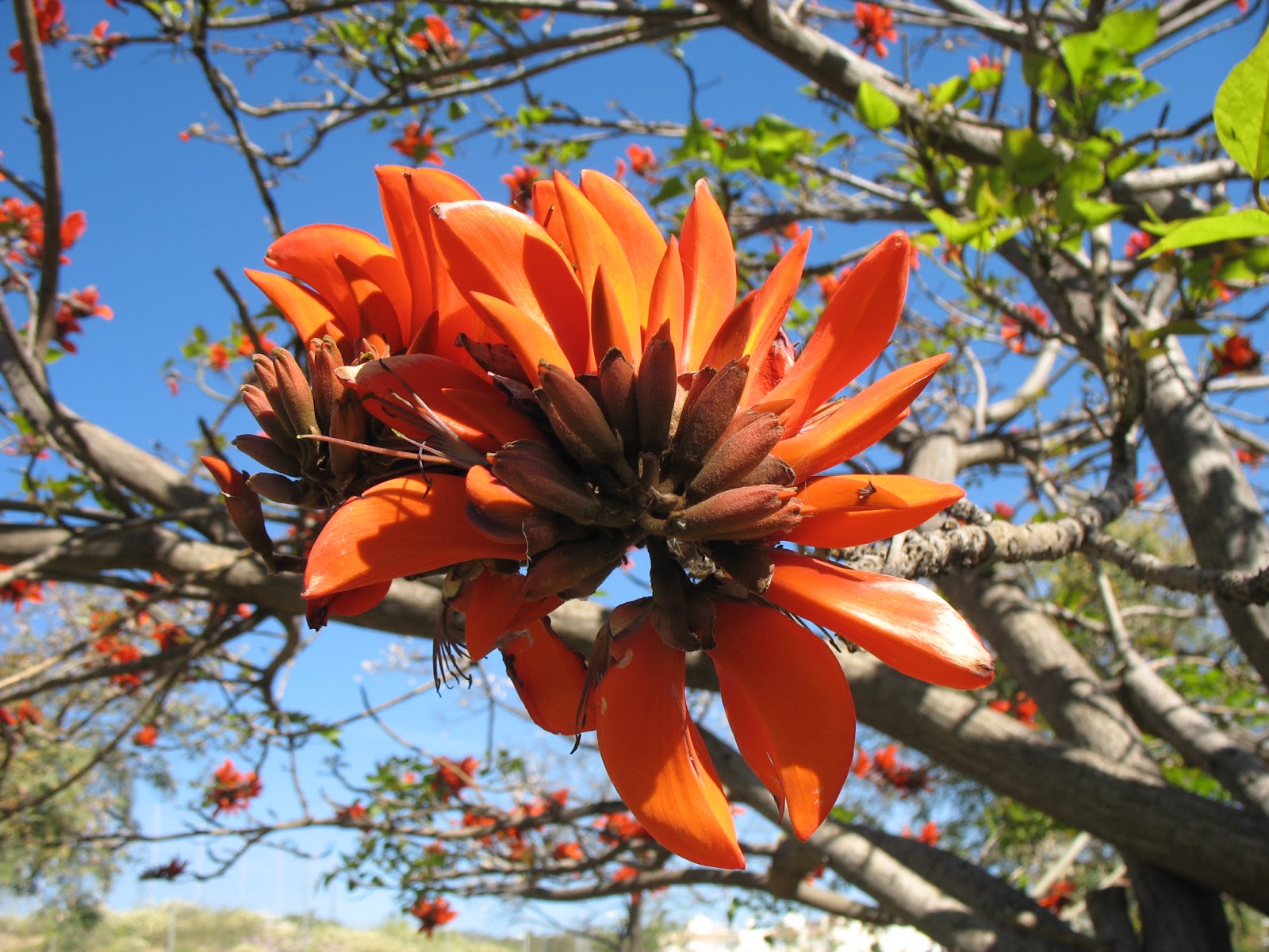 Erythrina: Eritrina, Suína, Mulungu, Corticeira, Crista de galo
