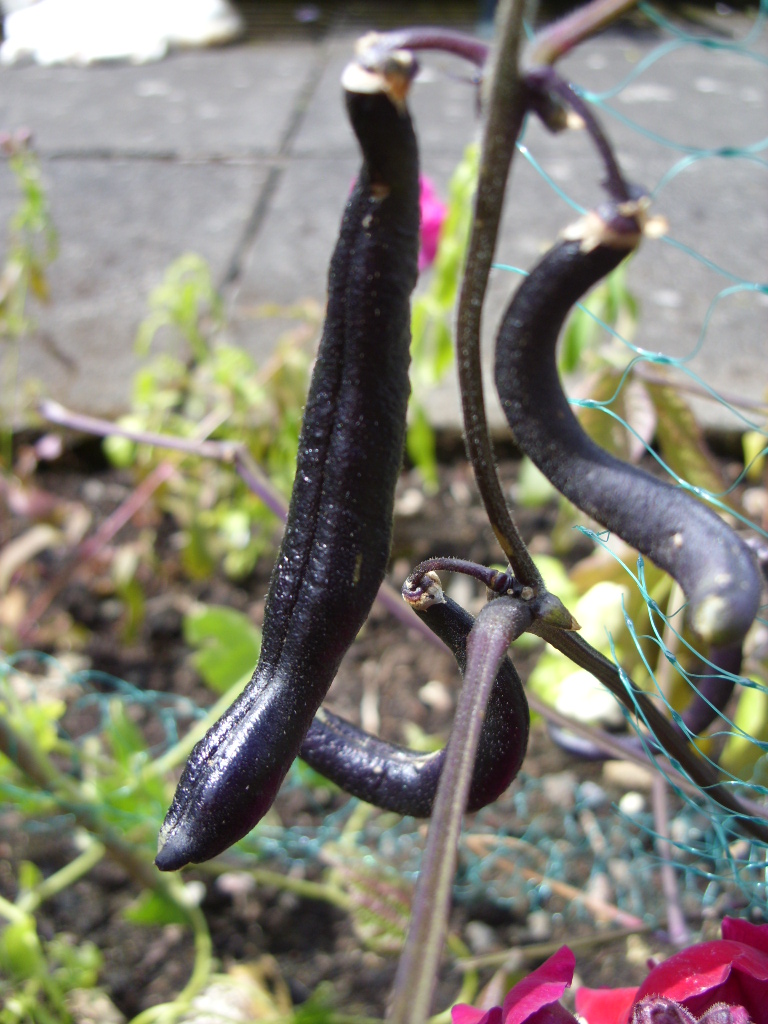 Kelli's Northern Ireland Garden: Veg Update (Courgette, Cucumber ...