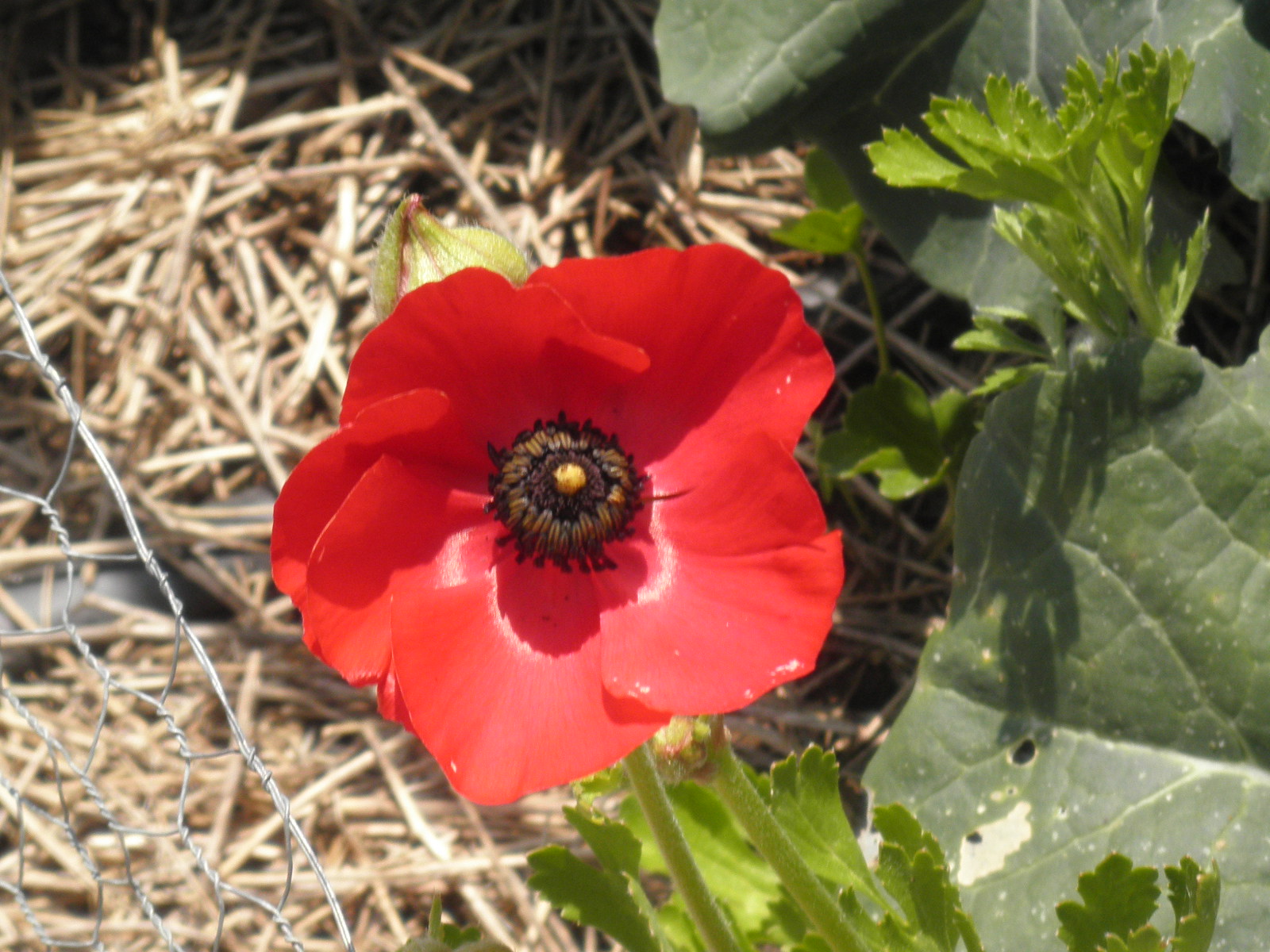 Out Of The Blue: Poppies in October - Sylvia Plath