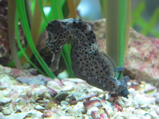 Milerenda: Peces del CosmoCaixa