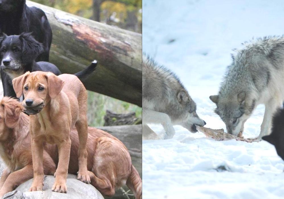 Pack (canine) - Dog Mates With Human