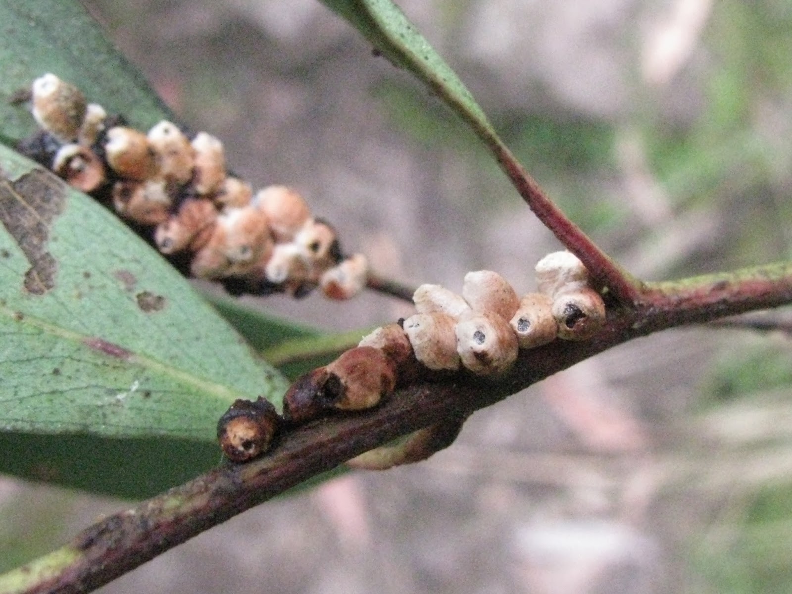 Variety of Life: Eriococcidae