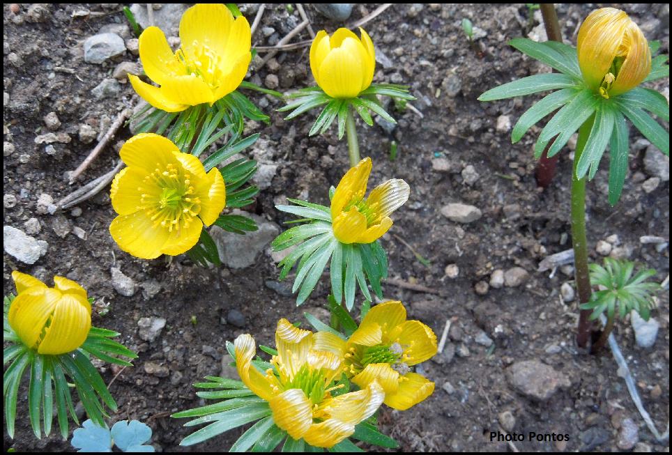 Un giardino di perenni in Ticino: I primi colori di primavera.