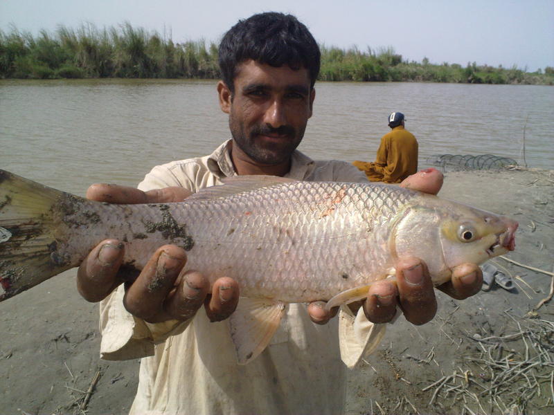 Fishing In Pakistan: Fishing in Pakistan (Near D G Khan) 2010