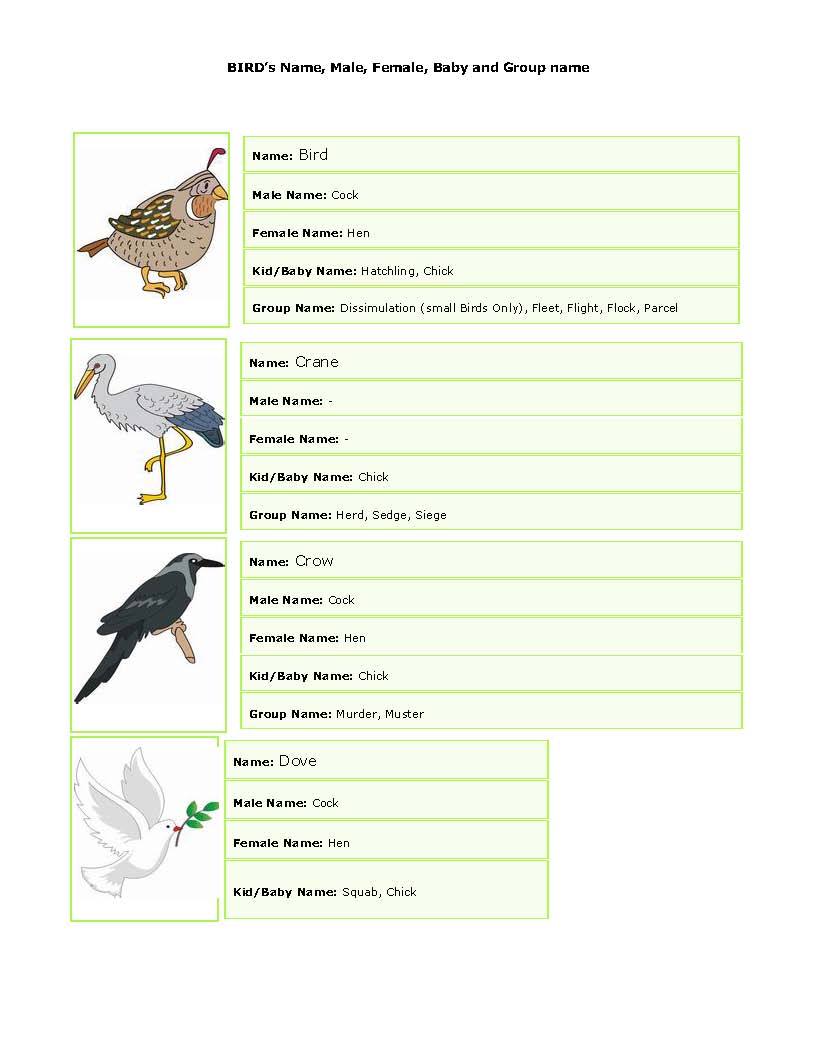 General English for all: World of BIRDs-Picturesque