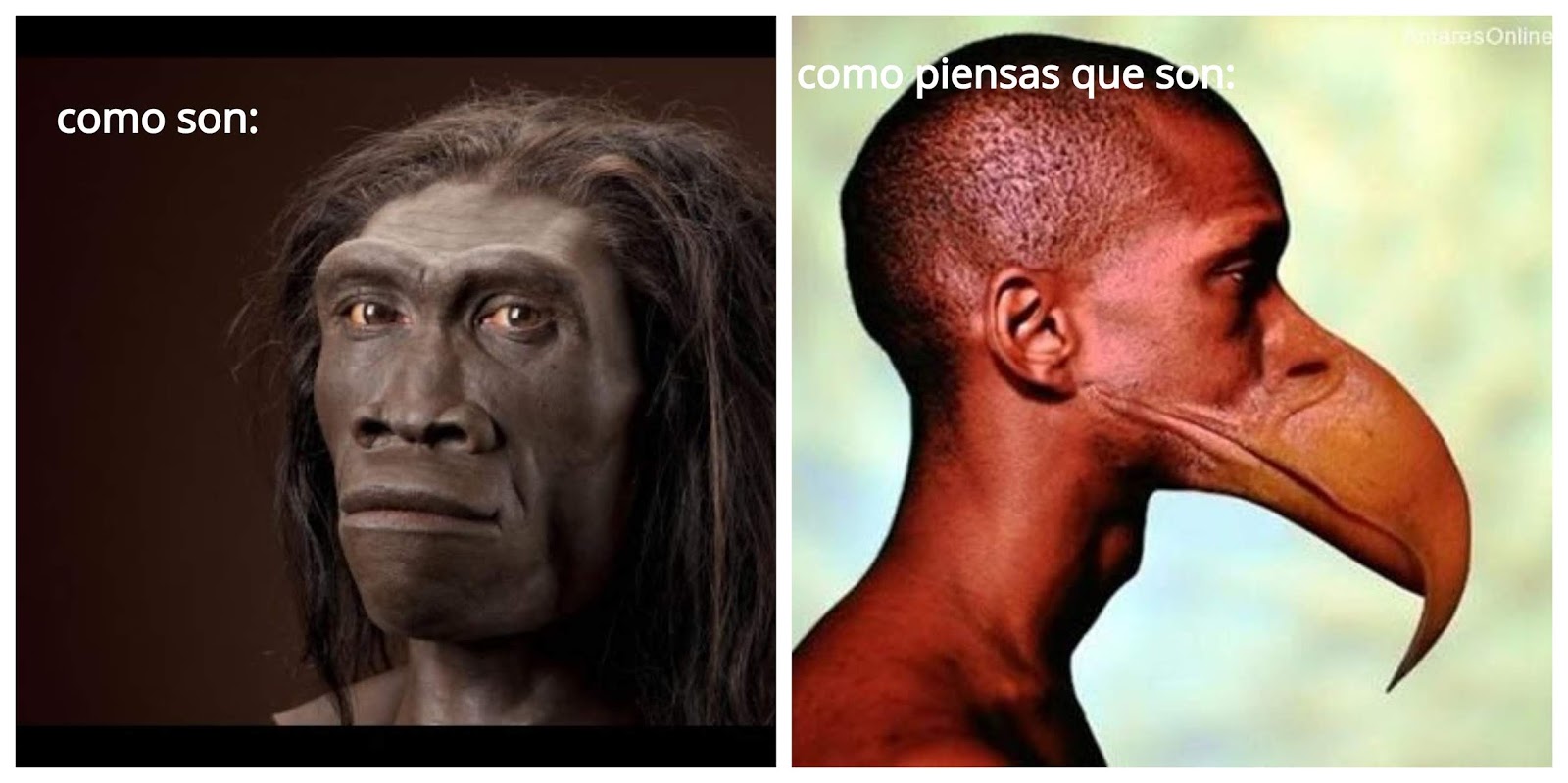 Paleontología y Evolución en la UCM: LOS HOMÍNIDOS