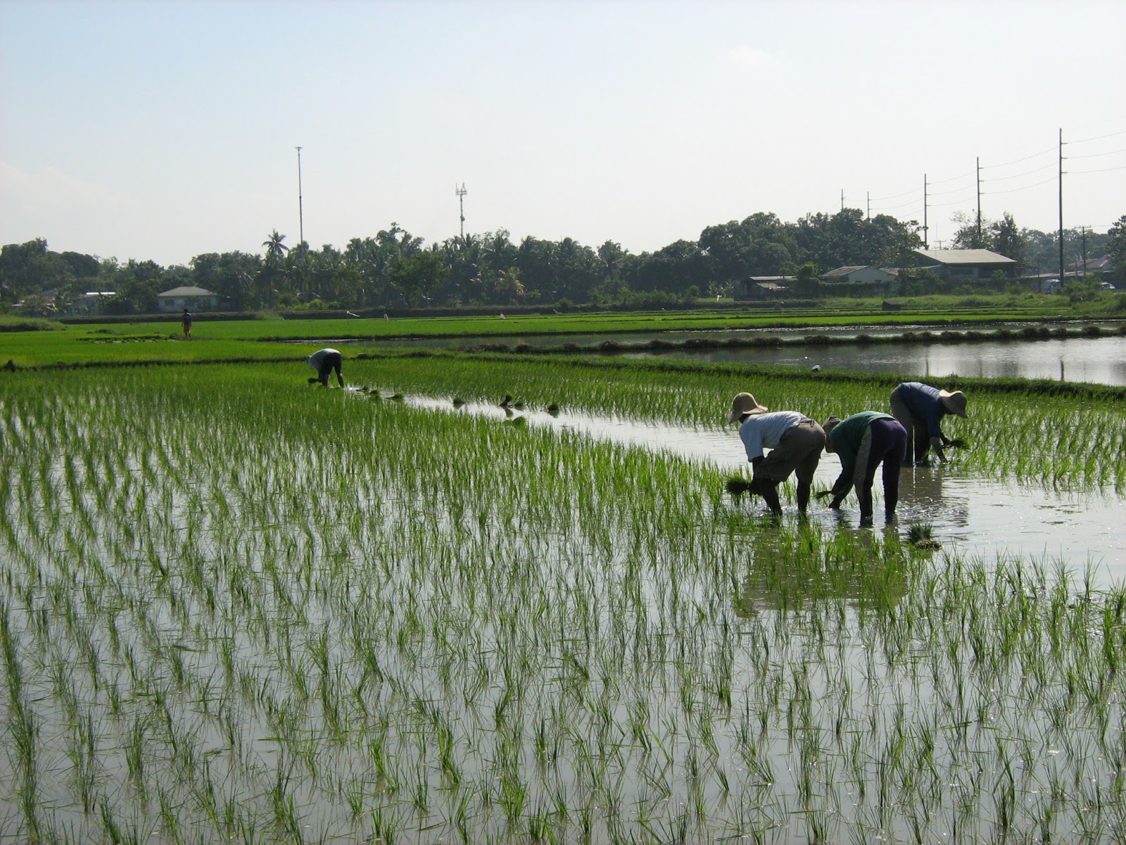 PromdiNEWS: DA to fete Bulacan, NE for rice production