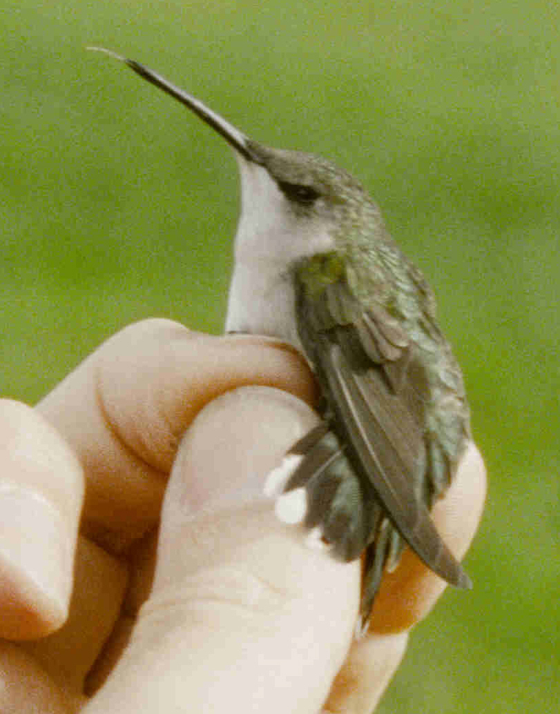 Bird Conservation: 2018