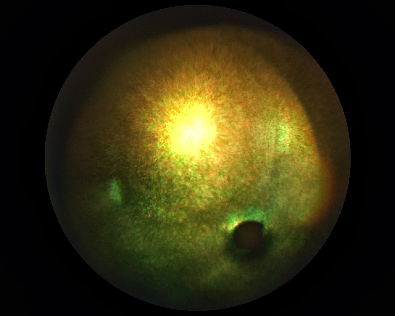 Exclusively Cats Veterinary Hospital Blog: Case study: Sally ...