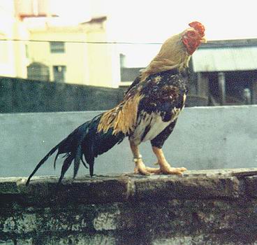 Hobi Ayam Tangkas: mengenal reza asil, apaan tuh....