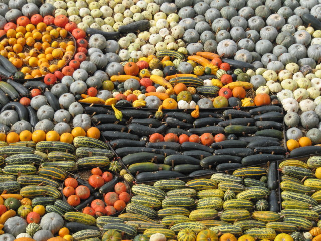 You're Never Bored with a Gourd! ~ Kuriositas