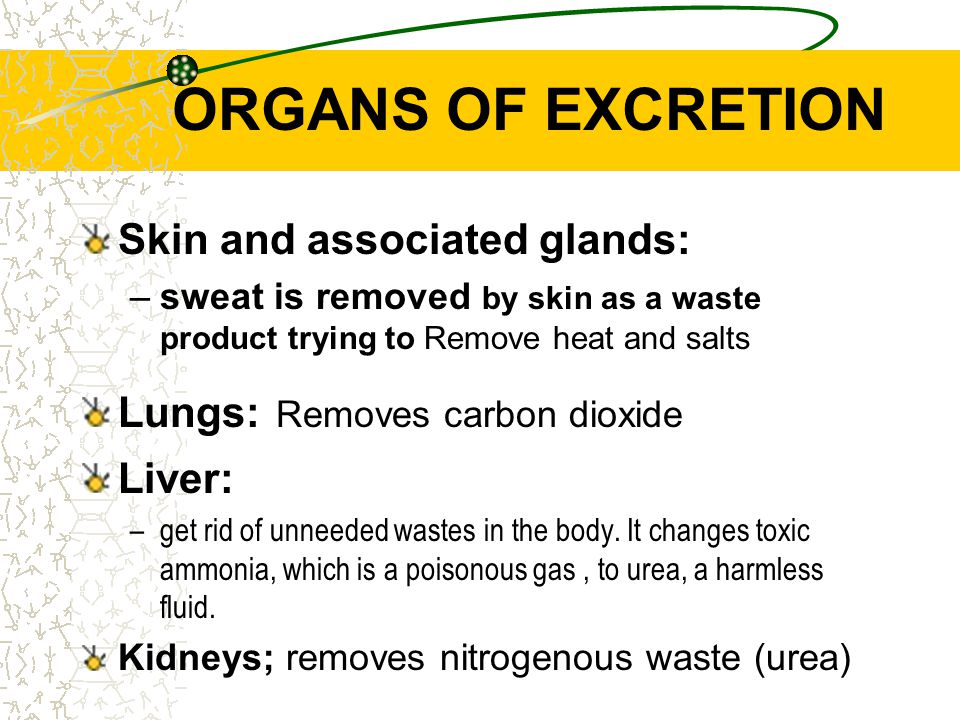 Grade 11 Science English Medium Process Of Excretion Youtube