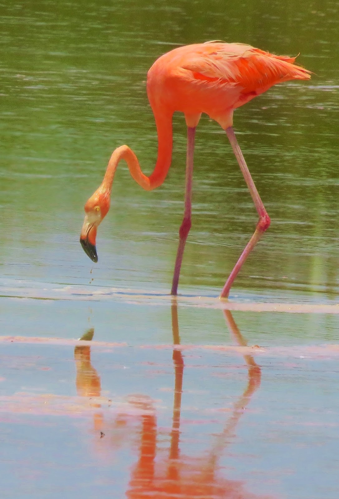Rio Lagartos Tours con Elmer Canul: Flamingos Boat Tours