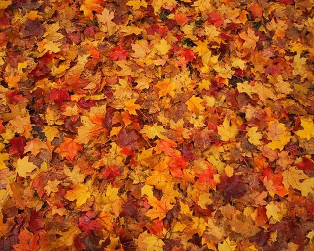 Hojas en el piso