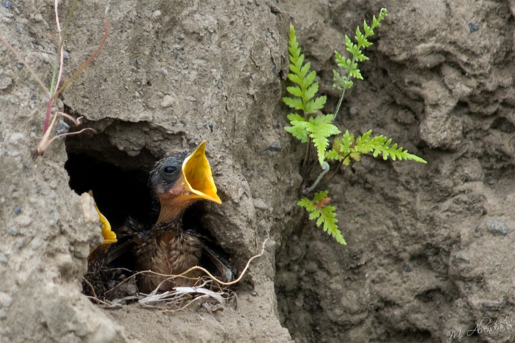Perawatan Anakan Burung Decu Agar Bisa Tetap Hidup - Dunia Burung