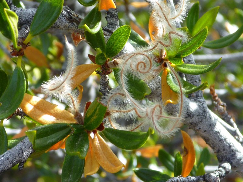 Trailing Ahead: Curls and spirals: curl-leaf mountain mahogany in the ...
