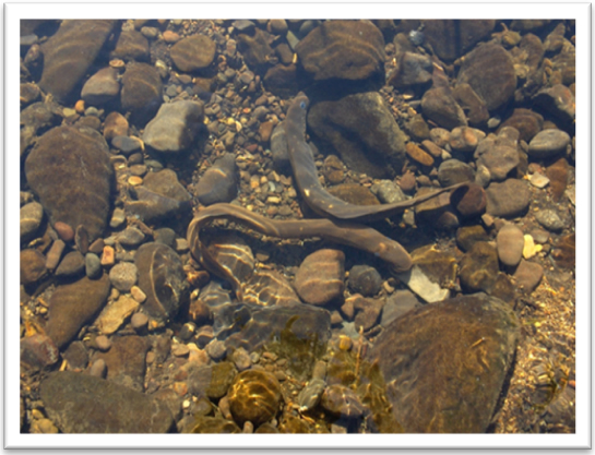 The Fish Files: Pacific Lamprey Redd Surveys in the Chehalis and ...