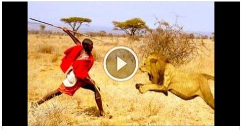 Lion vs Man - Real Fight