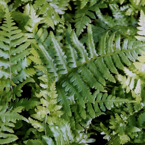 GoGardenNow - The Gardening Blog: Southern Wood Fern (aka Florida ...