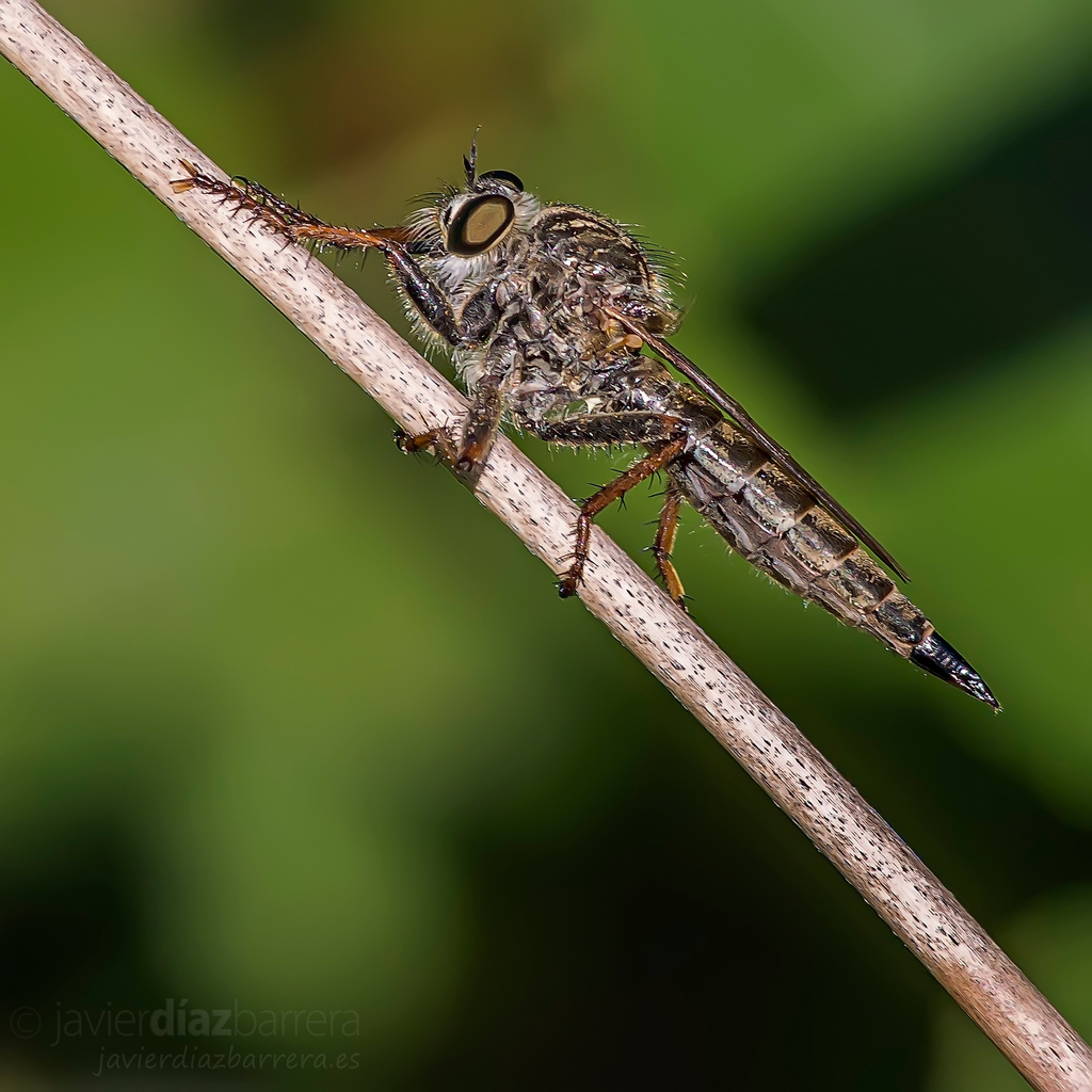 Bichos y plantas de León: Asilidae