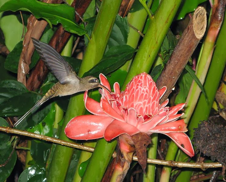 Pollination by birds ~ plant pollination
