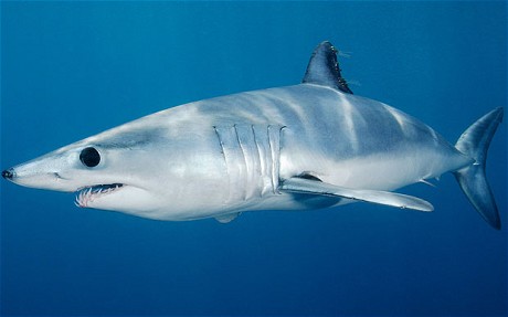 Mako Shark - Fishes