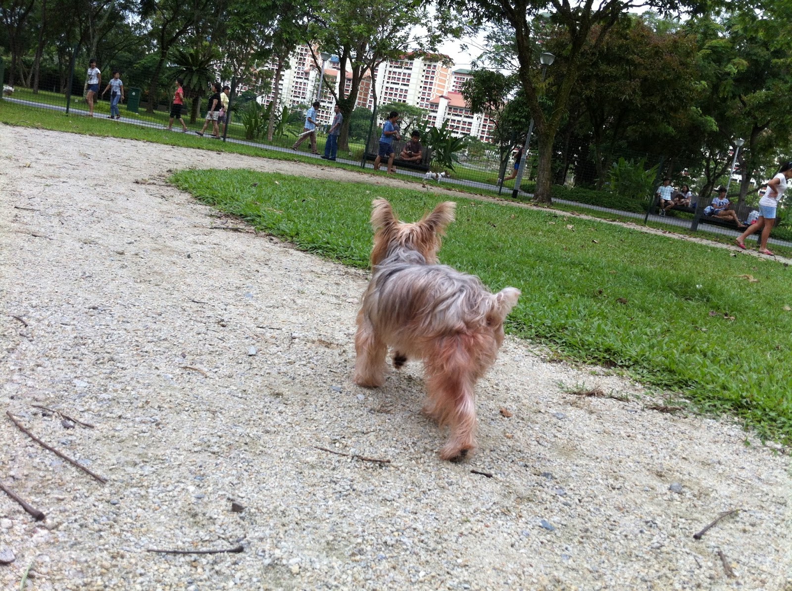 Paw Mart: Bishan Dog Run