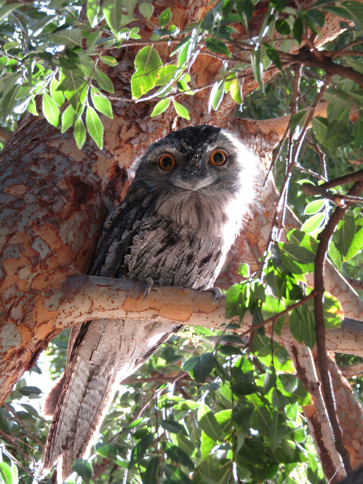 Birdlifesaving: 9. SCRAWNY MOUTH FROG OWL