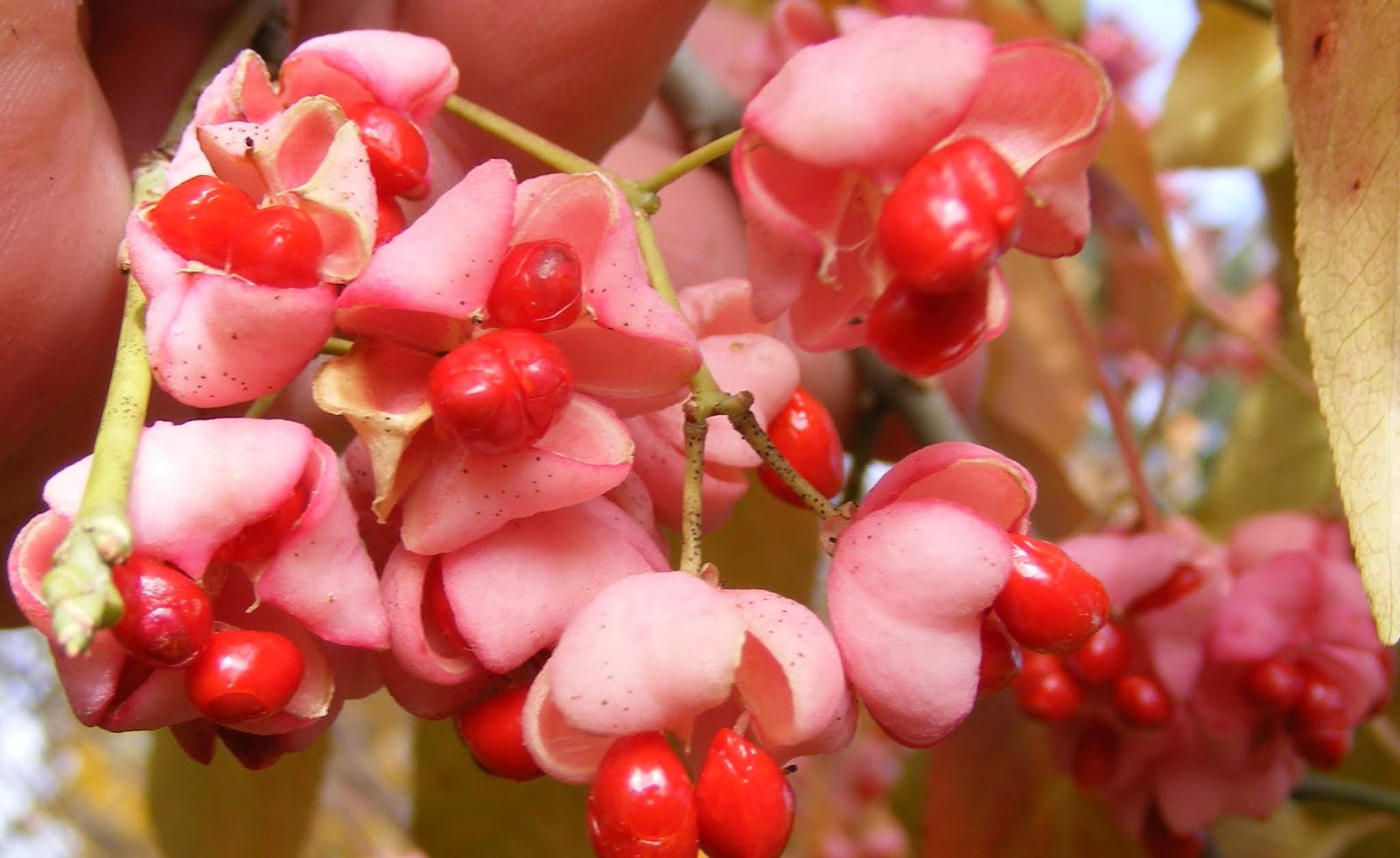 Eaton Rapids Joe: Eastern Wahoo