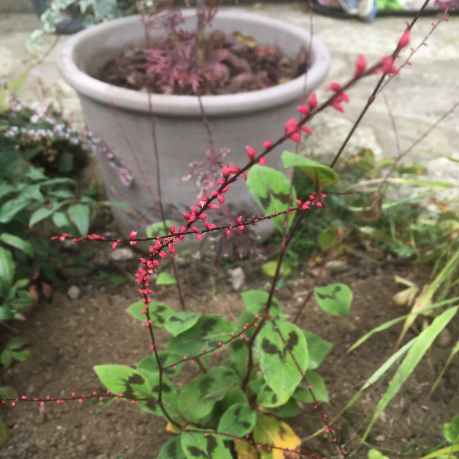 Agapanthes et camphrier: Un jour, deux plantes #3 - Persicaria maculosa ...