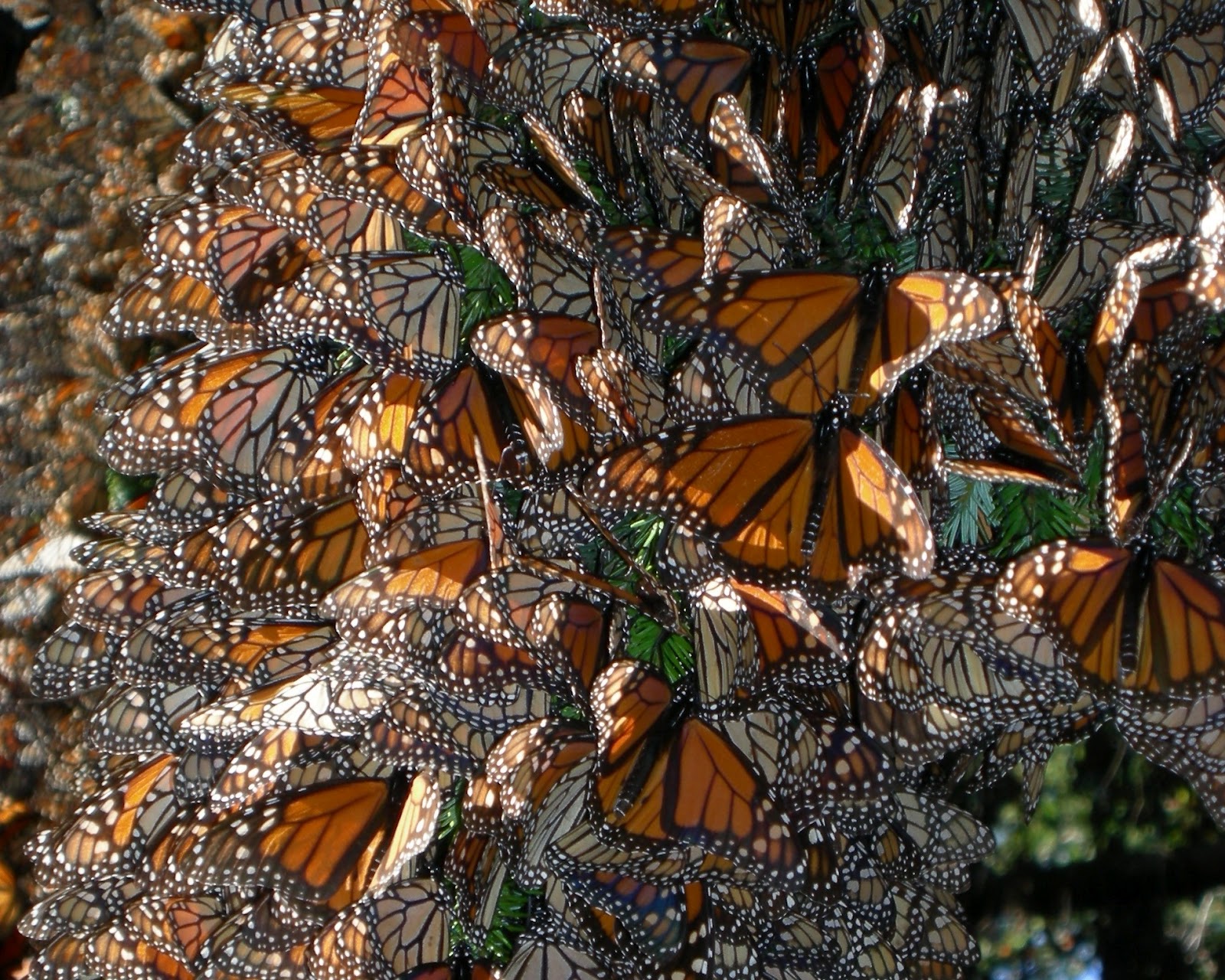 eScienceCommons: Mystery of monarch migration takes new turn
