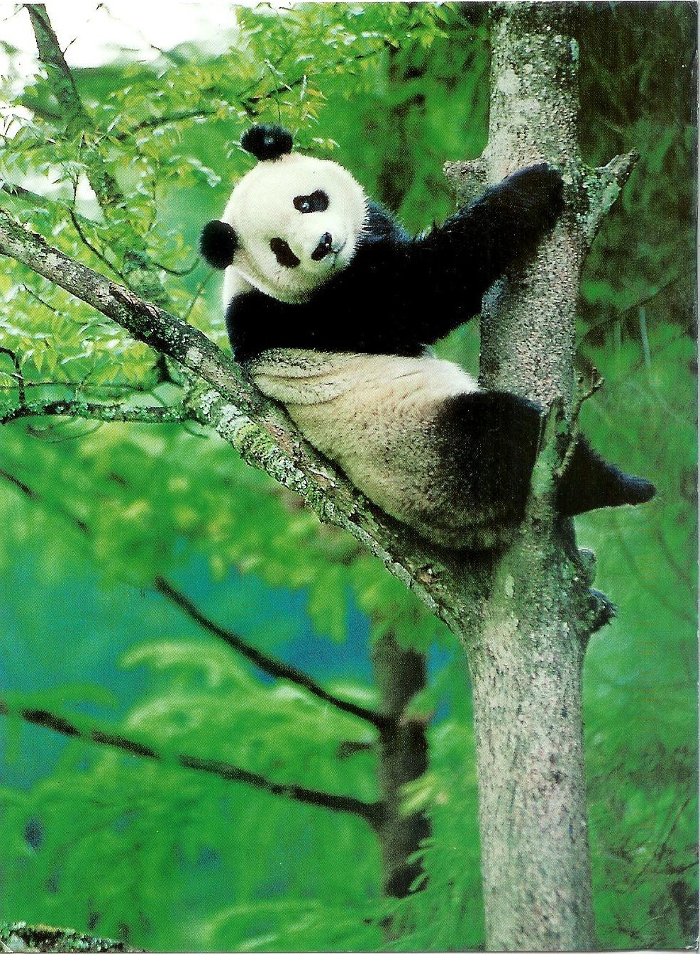 Oso panda o panda gigante (Ailuropoda melanoleuca)