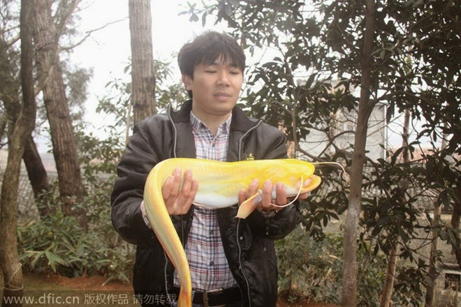 Yellow catfish rare appearance in China ~ LOVE NATURE 24H