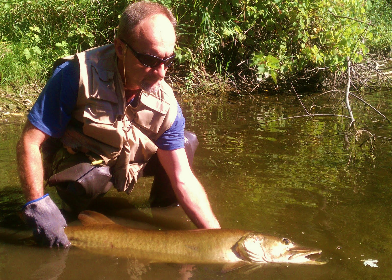 Illinois Wisconsin Fishing: crossing paths - milwaukee river musky