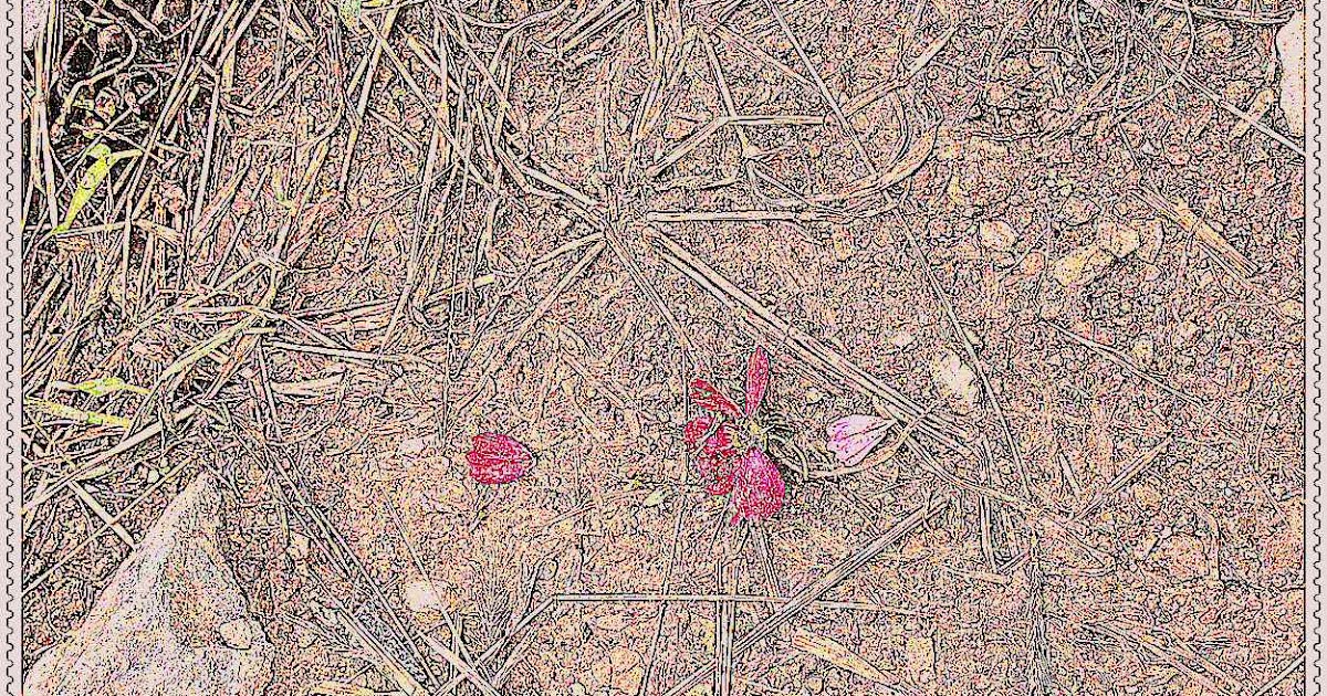 The Scriptures: Mark-05-24