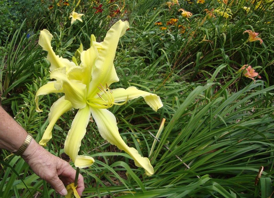 dean's garden: more from the visit of Phyllis's garden in West ...