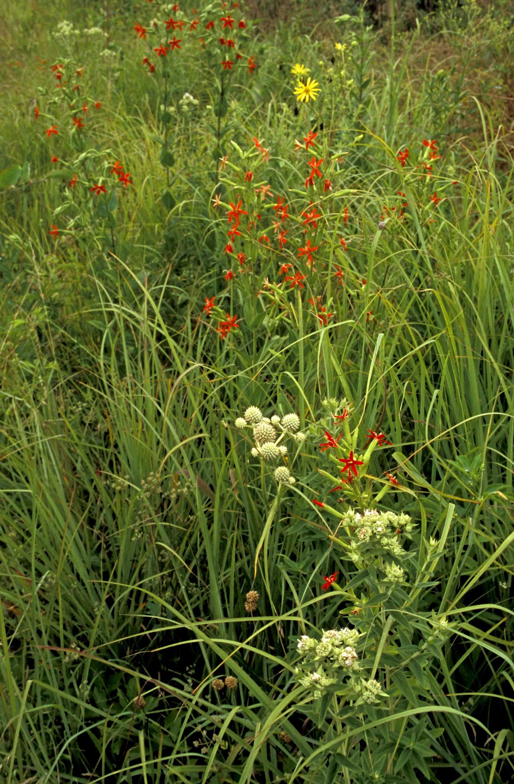 Kentucky Native Plant and Wildlife: Plant of the Week: Royal Catchfly ...