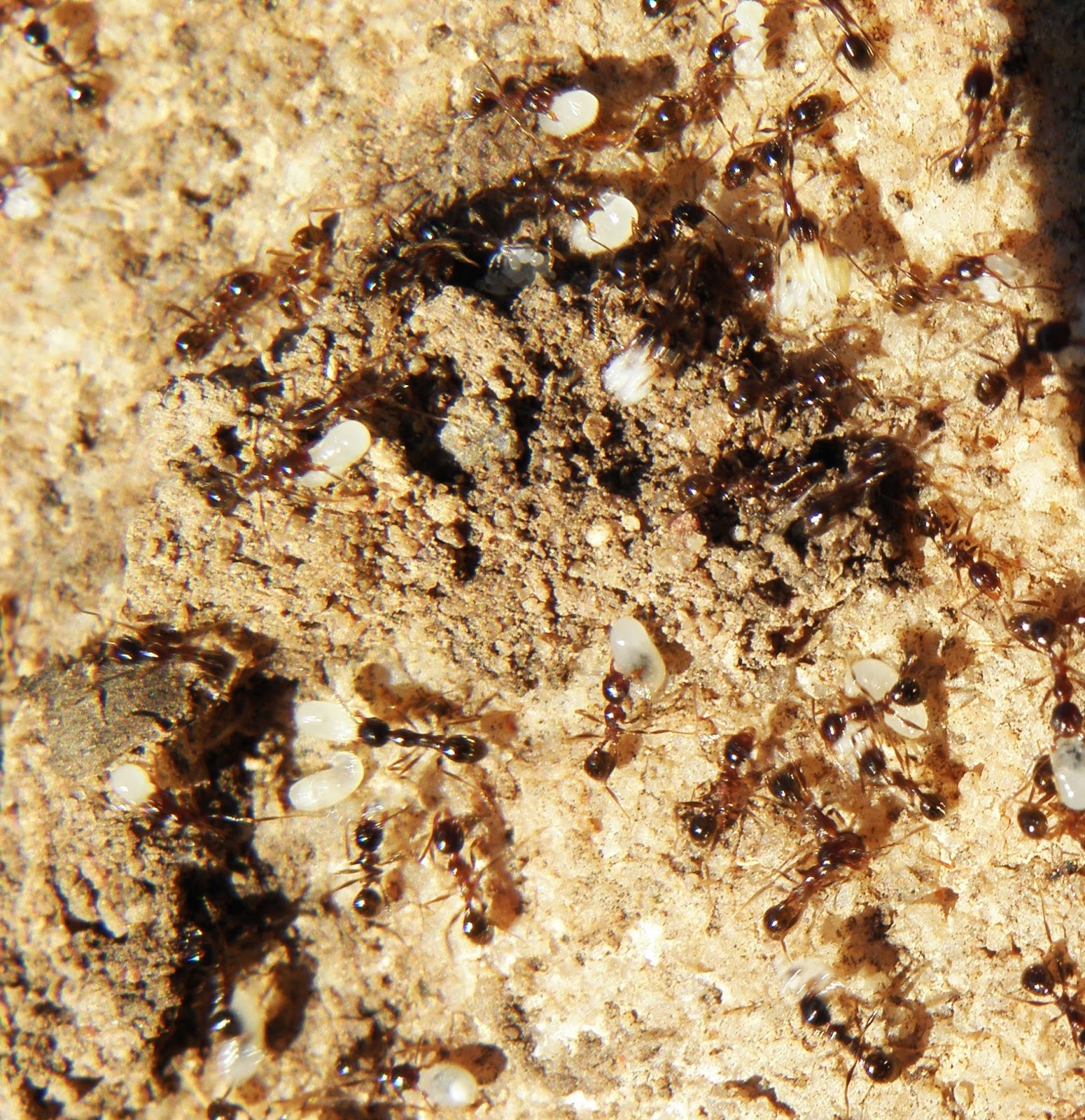 - Ants of Southern Africa -: Ant Catalogue: Southern Africa