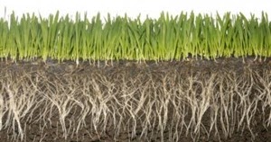 Pengertian Akar, Fungsi Akar, dan Bagian-Bagian Akar