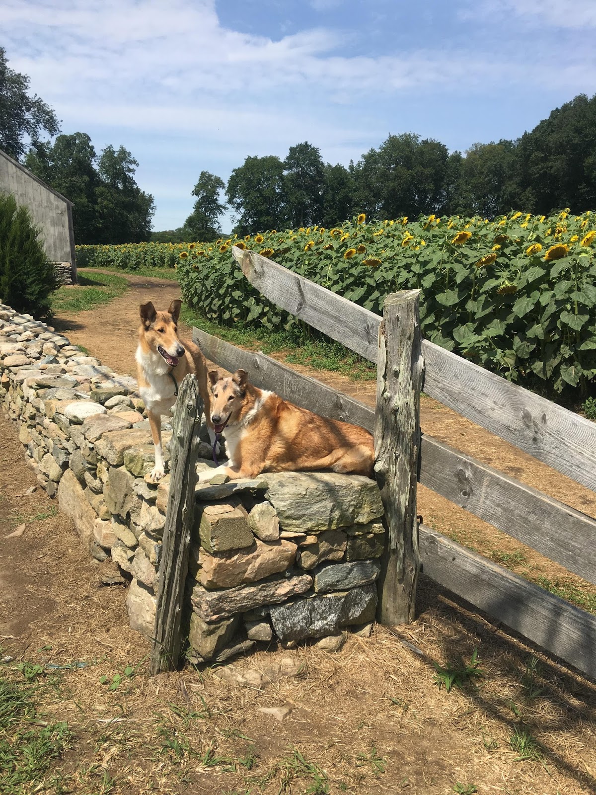 All things Collie: Sunflowers, cows and collies...oh my!